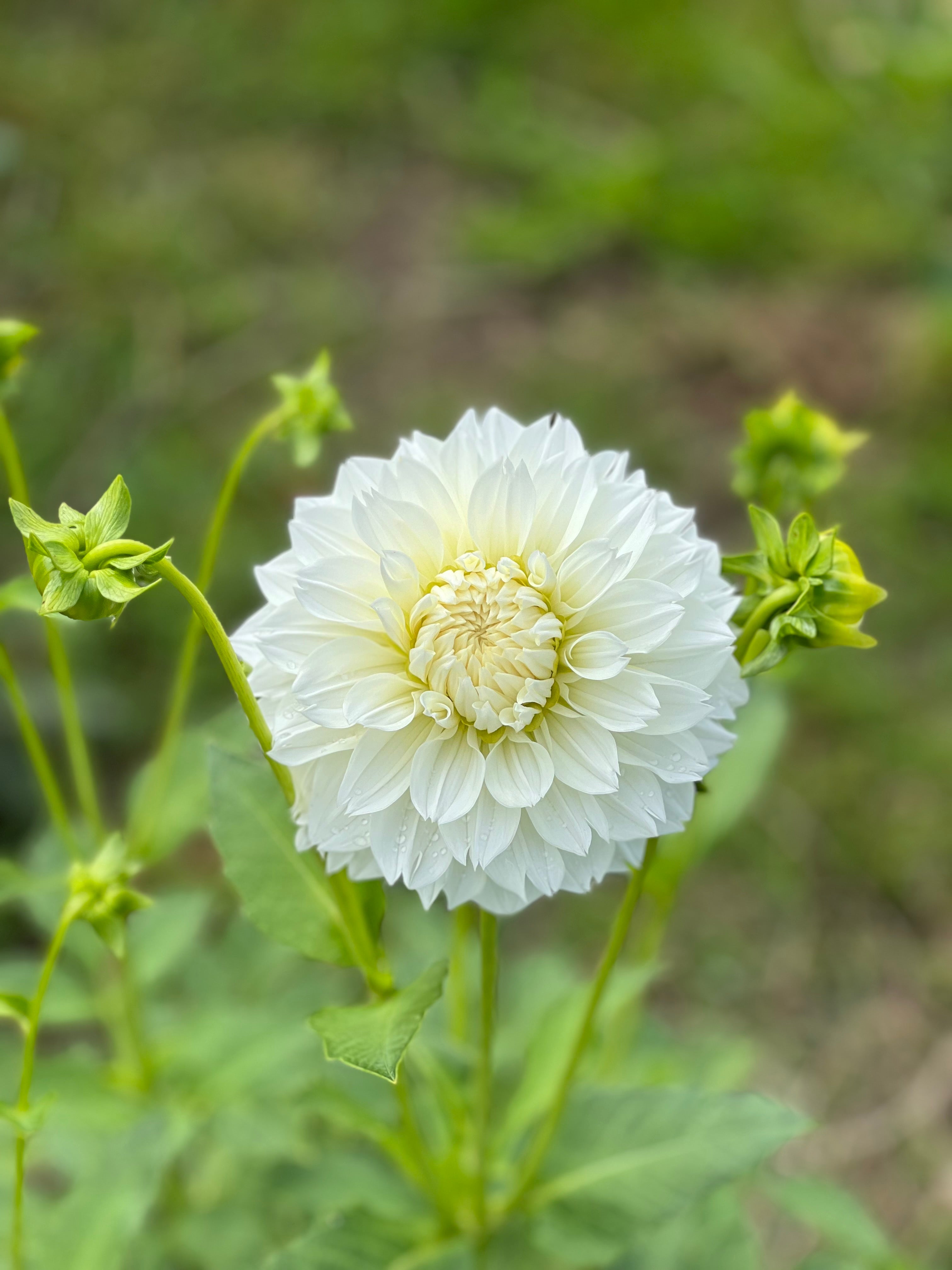 Gitts Attention – Cut Flowers by Maggie