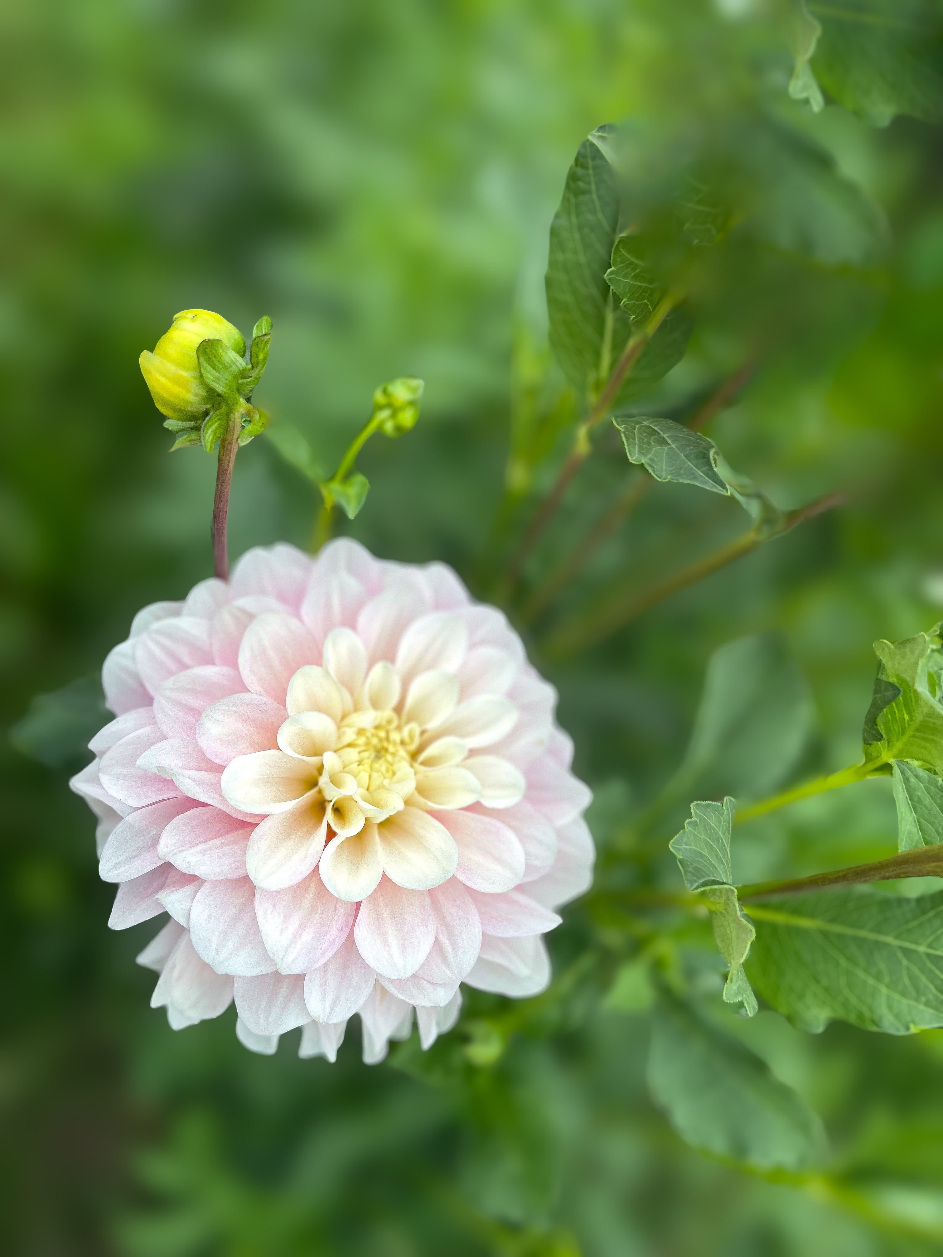 Daddy's Girl – Cut Flowers by Maggie