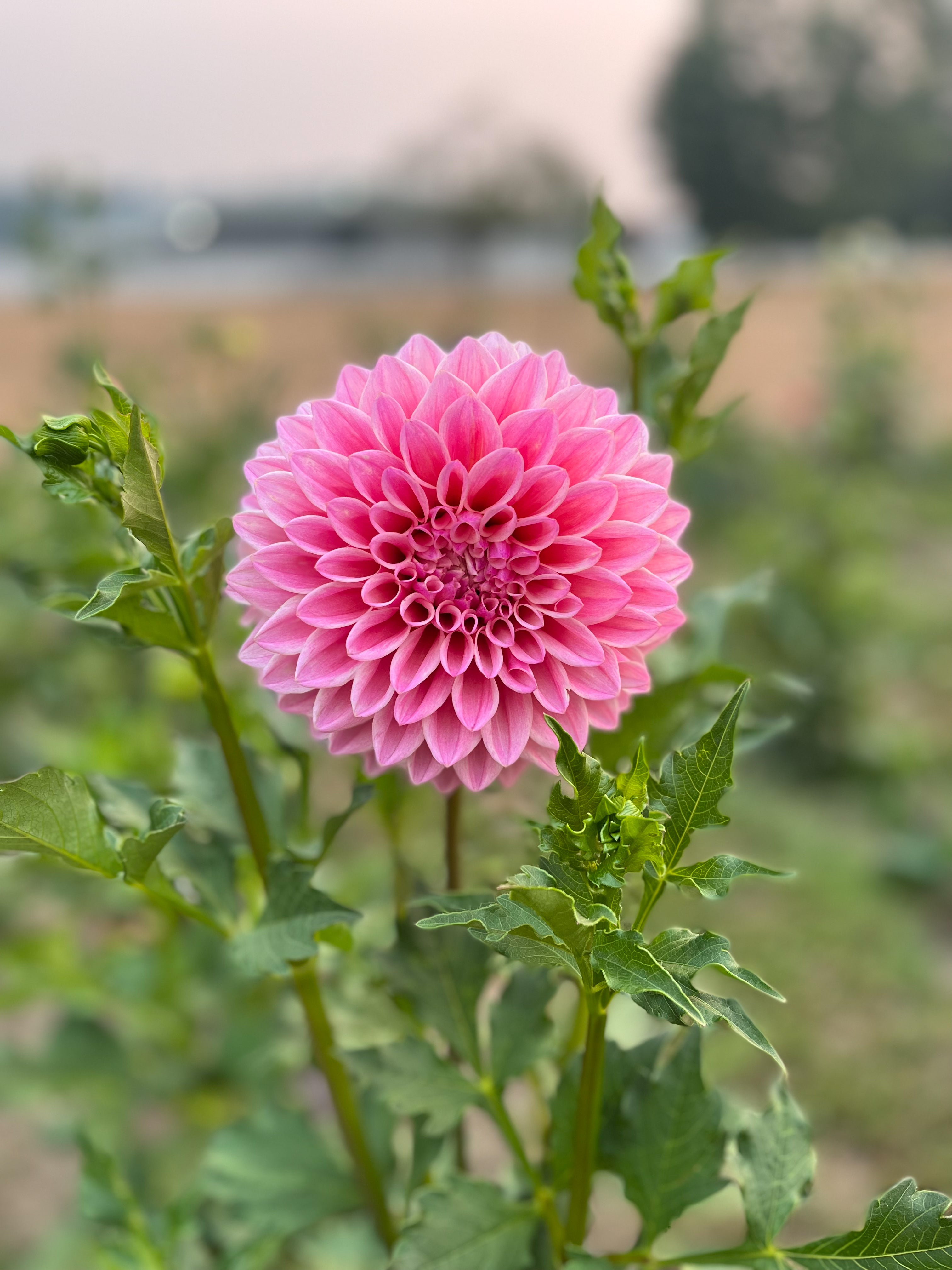 Coralie – Cut Flowers by Maggie