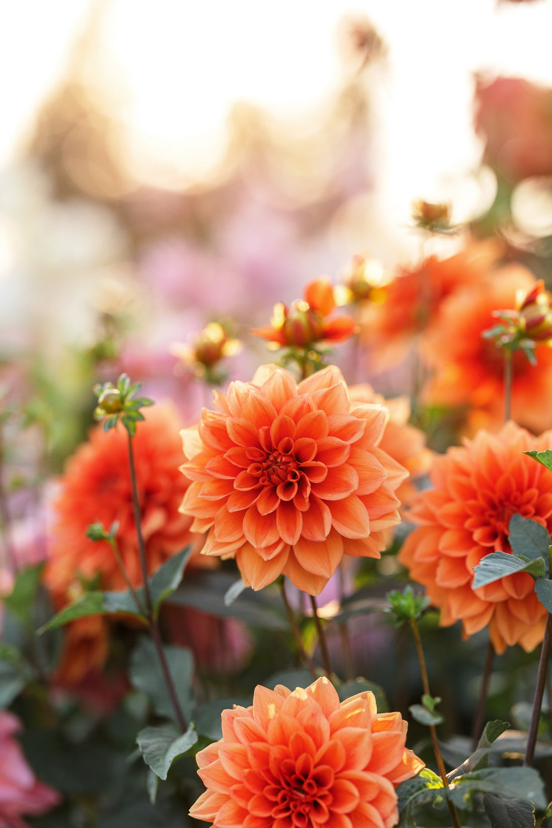 Hot Rod – Cut Flowers by Maggie