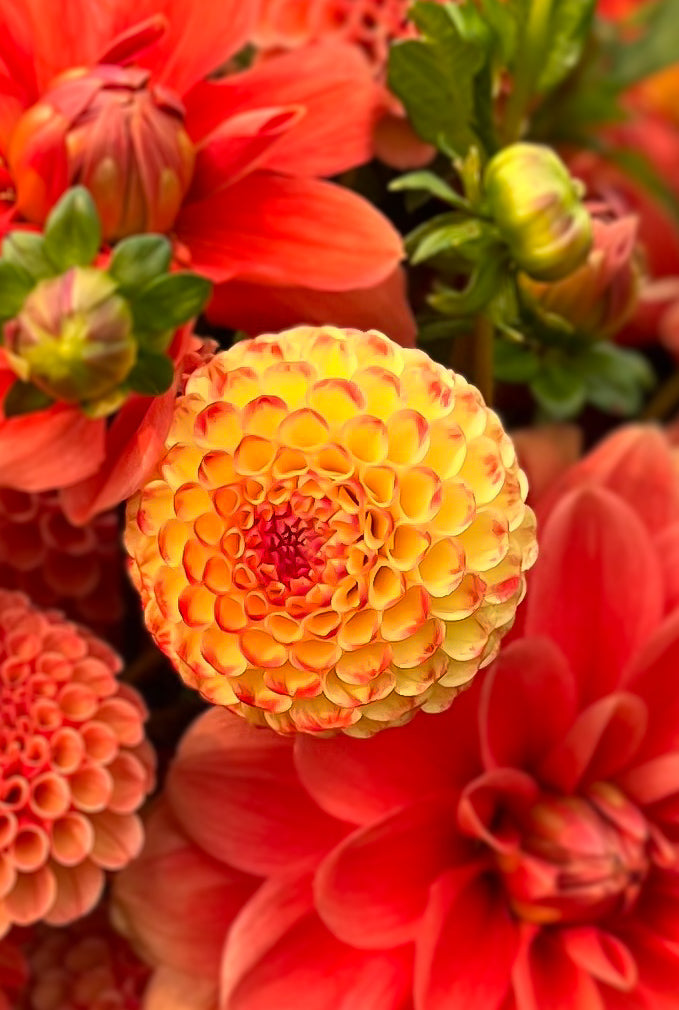 Kasasagi – Cut Flowers by Maggie